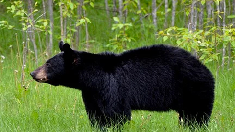 Black Bears in South Carolina - Hardeeville.com